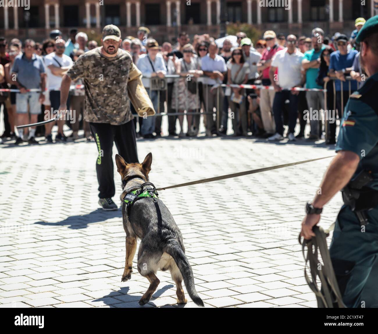 Police Dog Display High Resolution Stock Photography and Images - Alamy