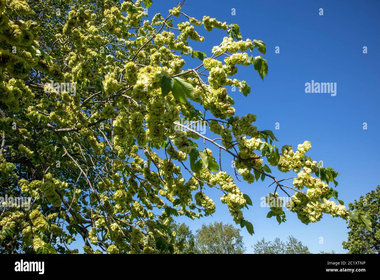 wych elm branches with immature fruits against blue sky Stock Photo - Alamy