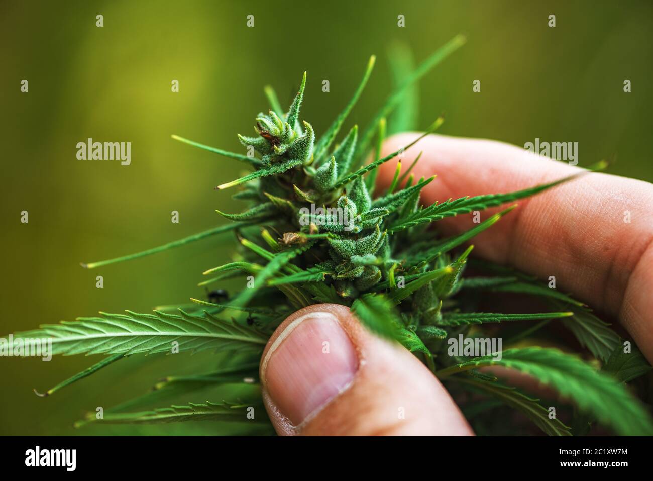 Hemp plant hi-res stock photography and images - Alamy