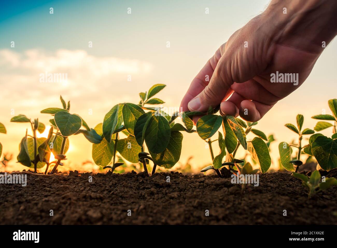 Soybean growth control, male hand touching soy plant leaf in cultivated ...
