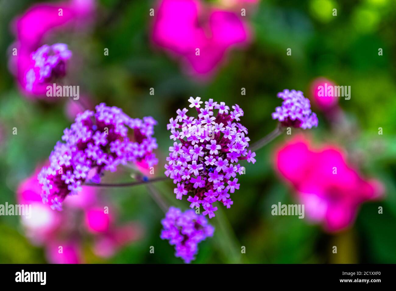 Verbena brasiliensis known as Brazilian verbena or Brazilian vervain Stock Photo - Alamy