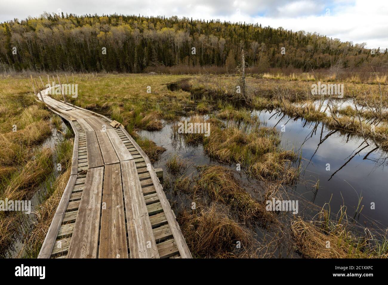 Swamp in ontario canada hi-res stock photography and images - Alamy