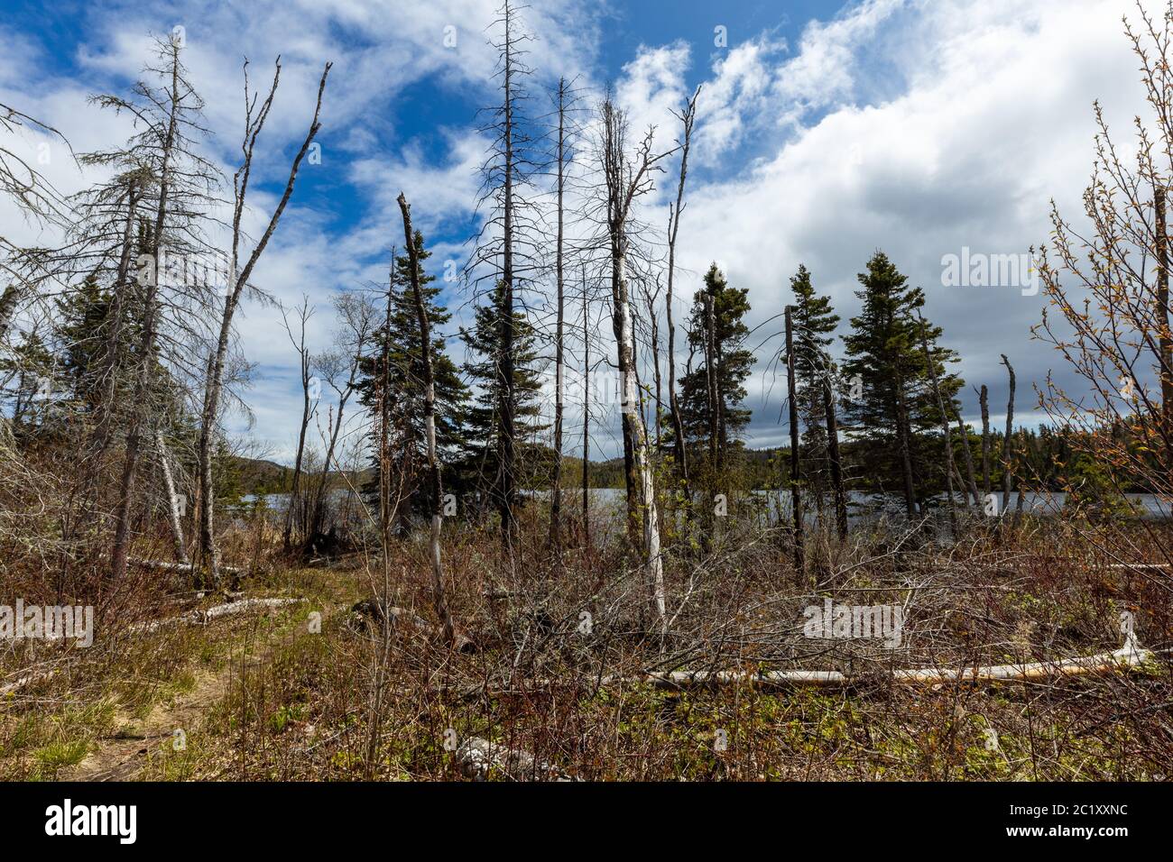 Forest and trees on rocks in Canada Stock Photo - Alamy