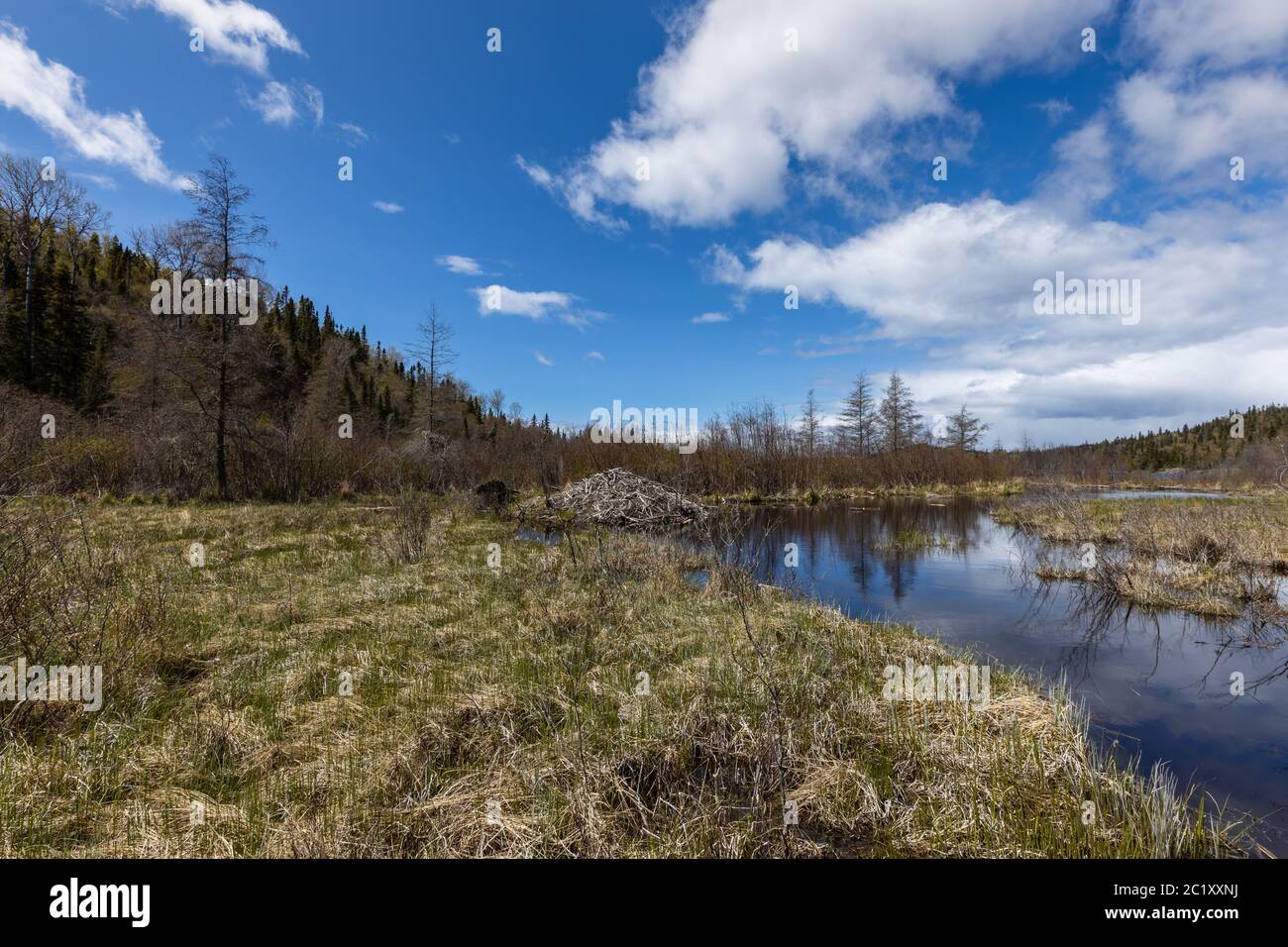 Canada swamp in summer hi-res stock photography and images - Alamy