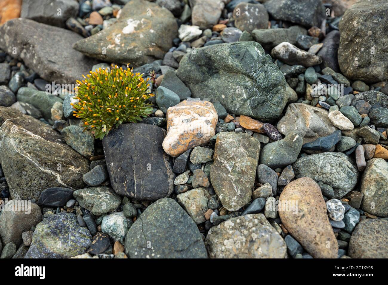 Blooming Plant Between Rocks High Resolution Stock Photography and ...