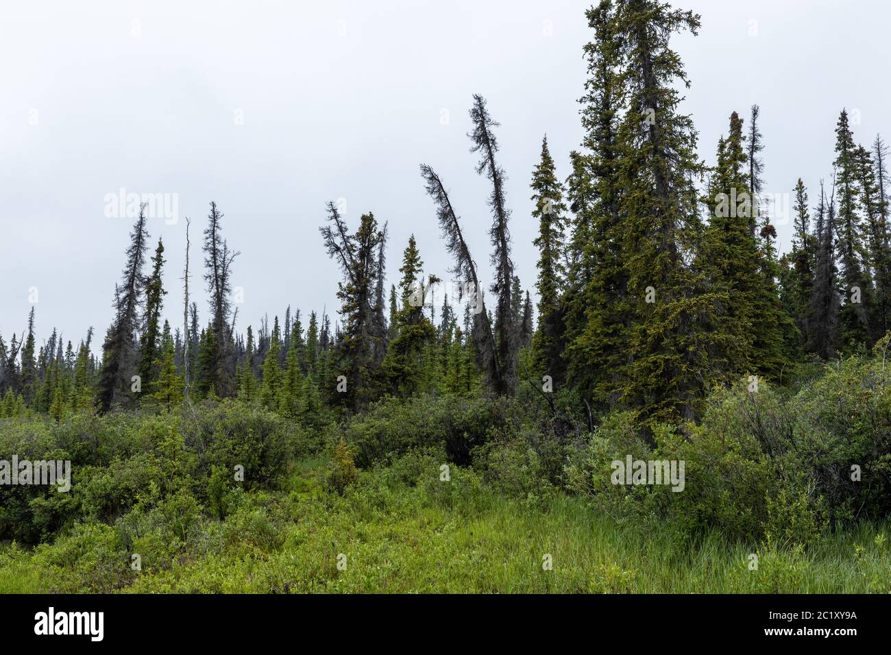 A Landscape and Forest in Alaska Stock Photo - Alamy
