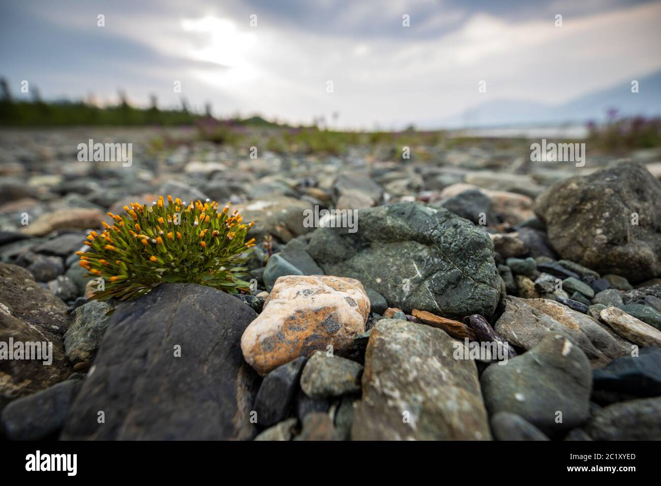 Flowers between Rocks at a Beach Stock Photo - Alamy