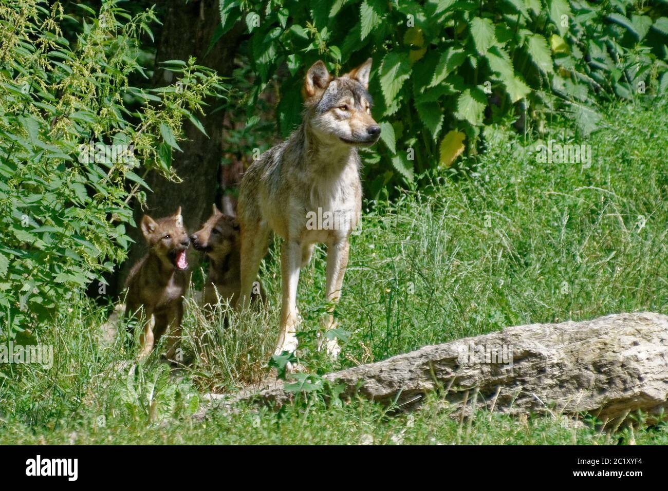 Timberwolf timber wolf hi-res stock photography and images - Alamy