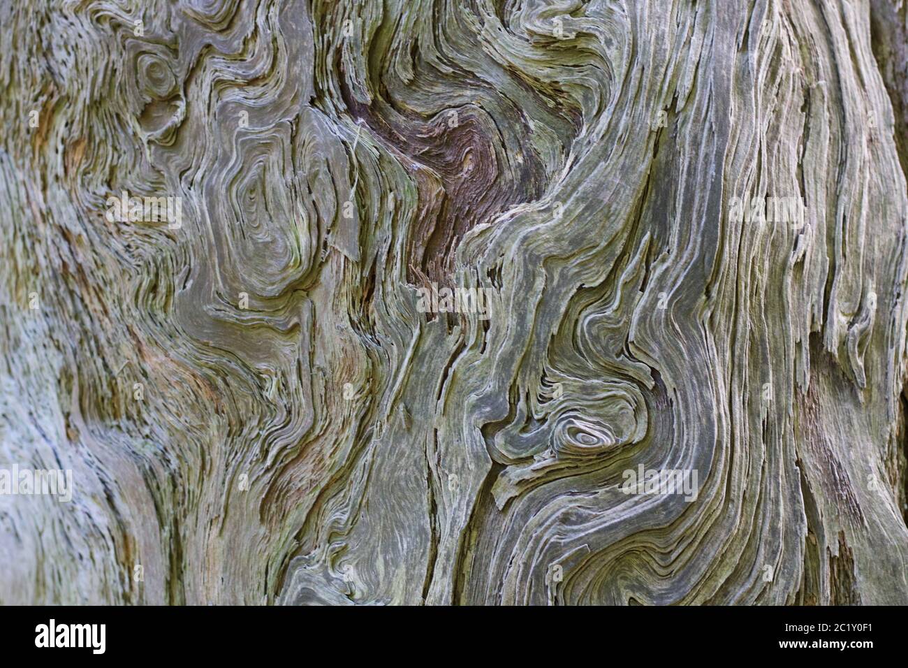 Beautiful grey brown wood grain tree trunk background showing detail ...