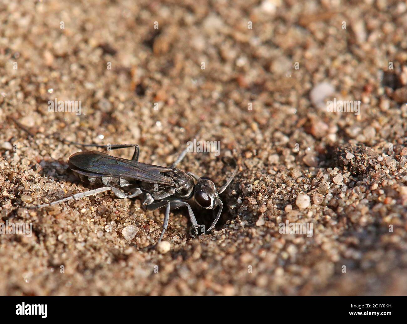 Pompilus wasp hi-res stock photography and images - Alamy