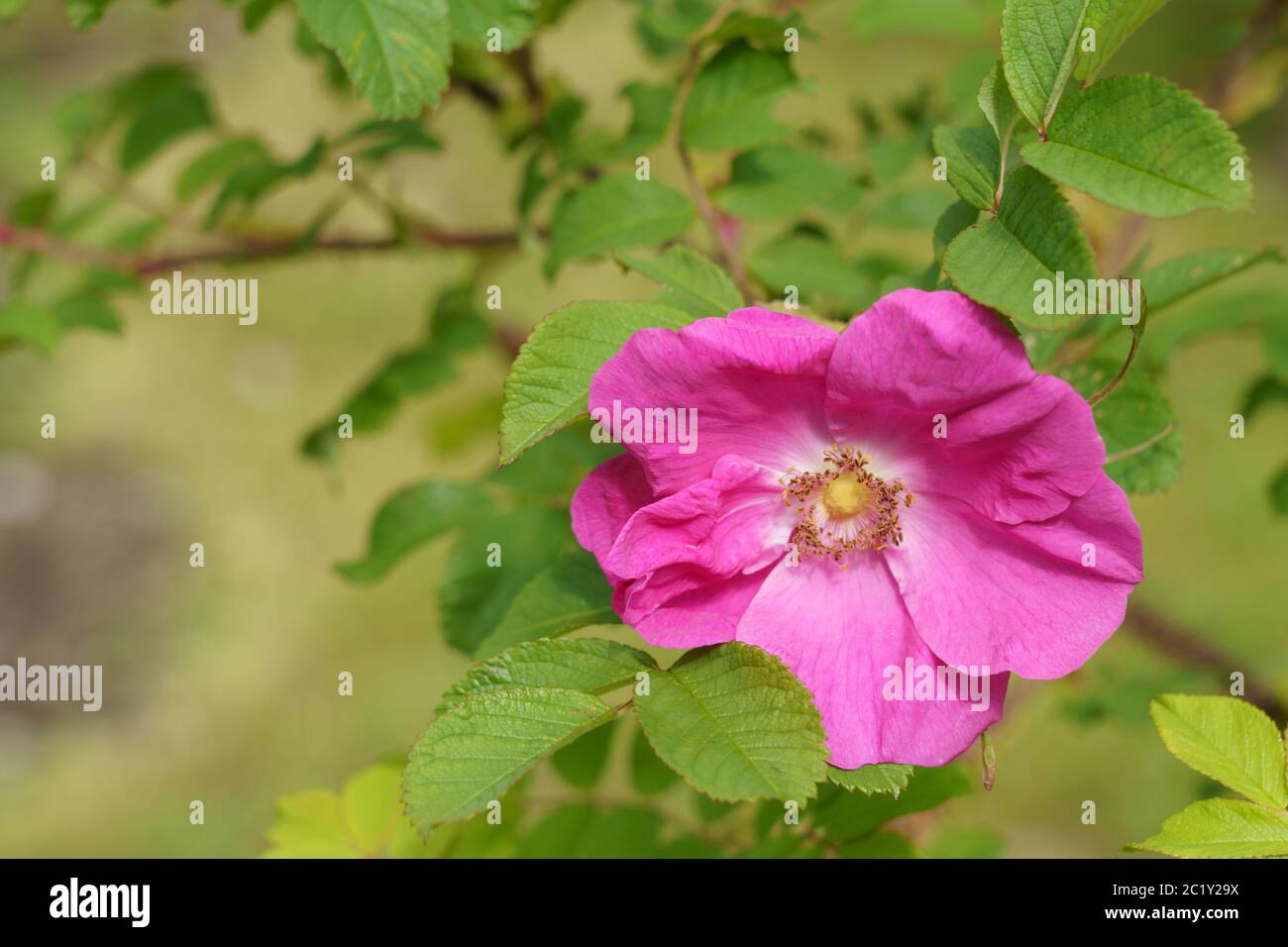 Rose garden harrogate hi-res stock photography and images - Alamy