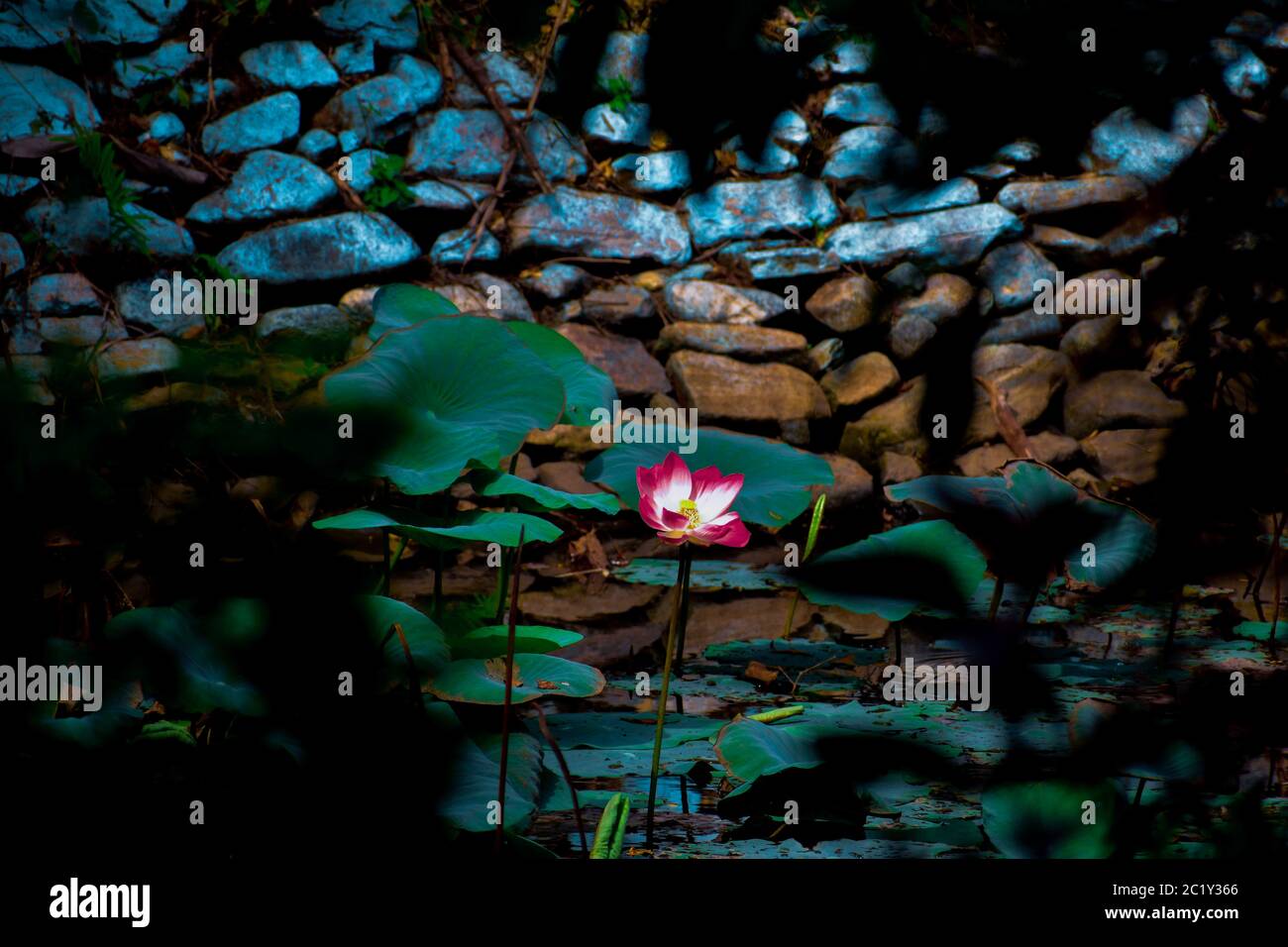 A beautiful lotus flower rising out of a small lake . The rocks present ...