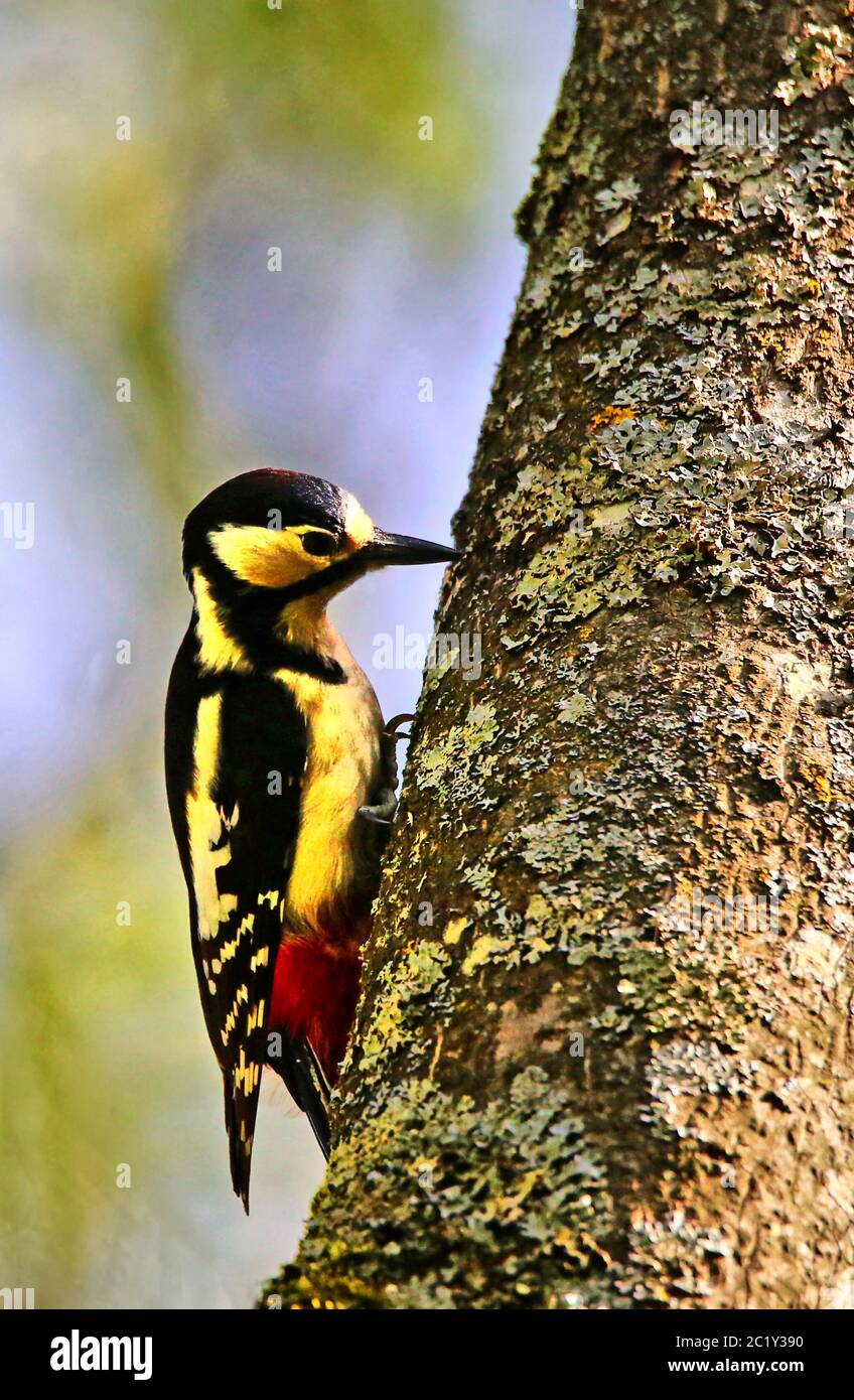 Buntspecht Dendrocopos major on the tree trunk Stock Photo - Alamy