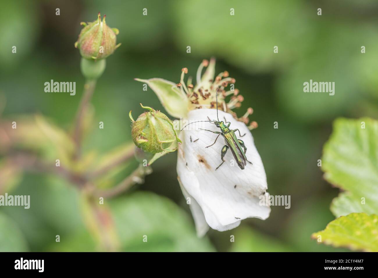 Green iridescent Swollen-Thighed Flower Beetle [Male] Oedemera nobilis ...