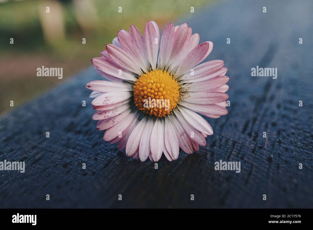 daisy flower plant petals Stock Photo - Alamy