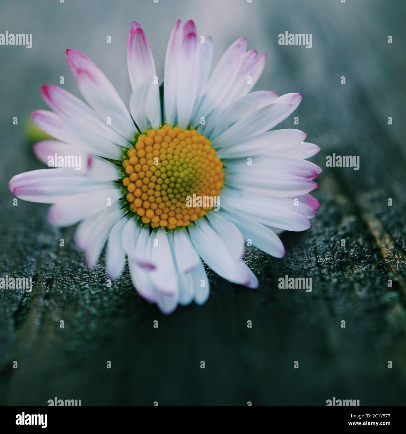 daisy flower plant petals Stock Photo - Alamy