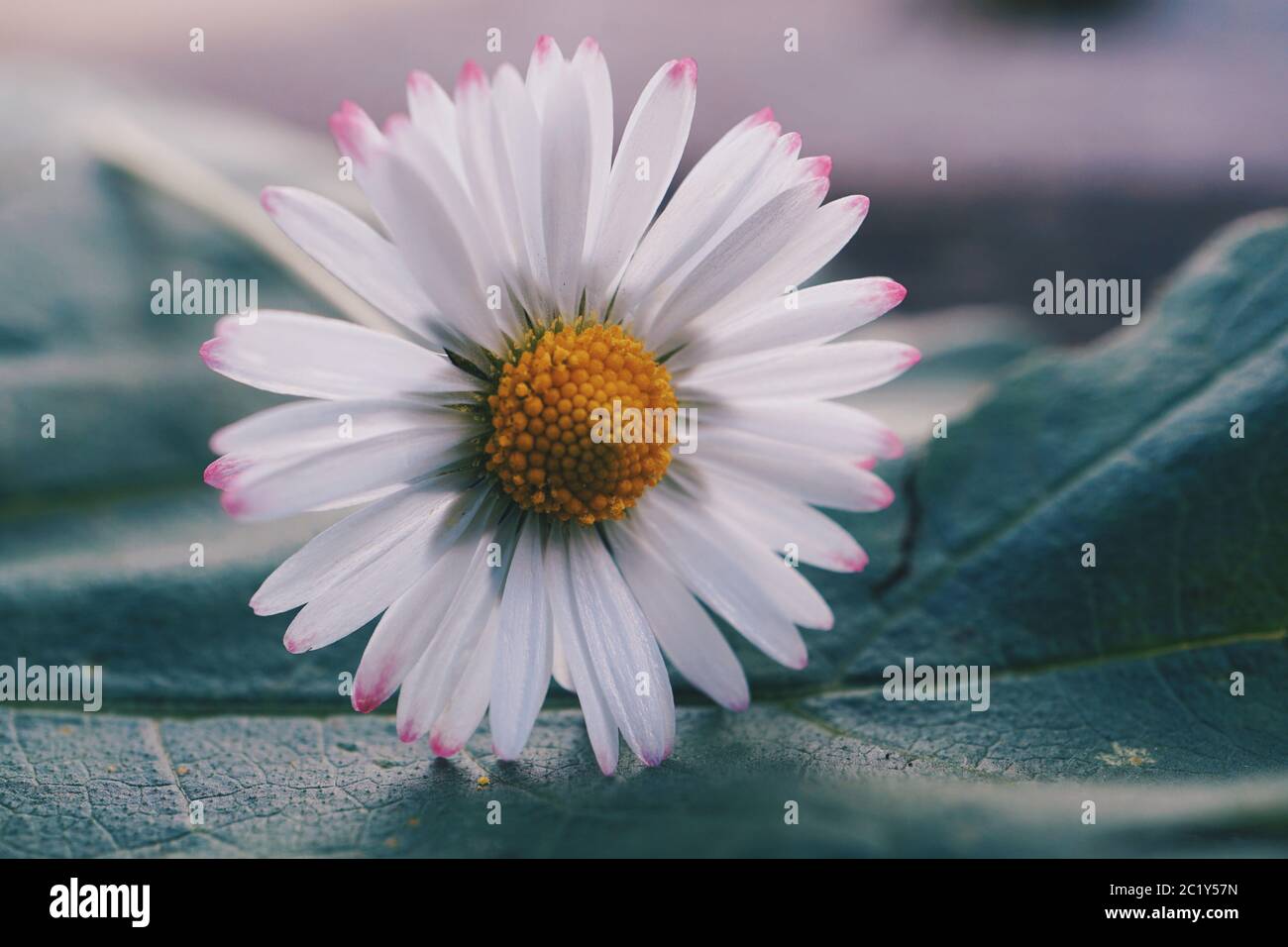 daisy flower plant petals Stock Photo - Alamy