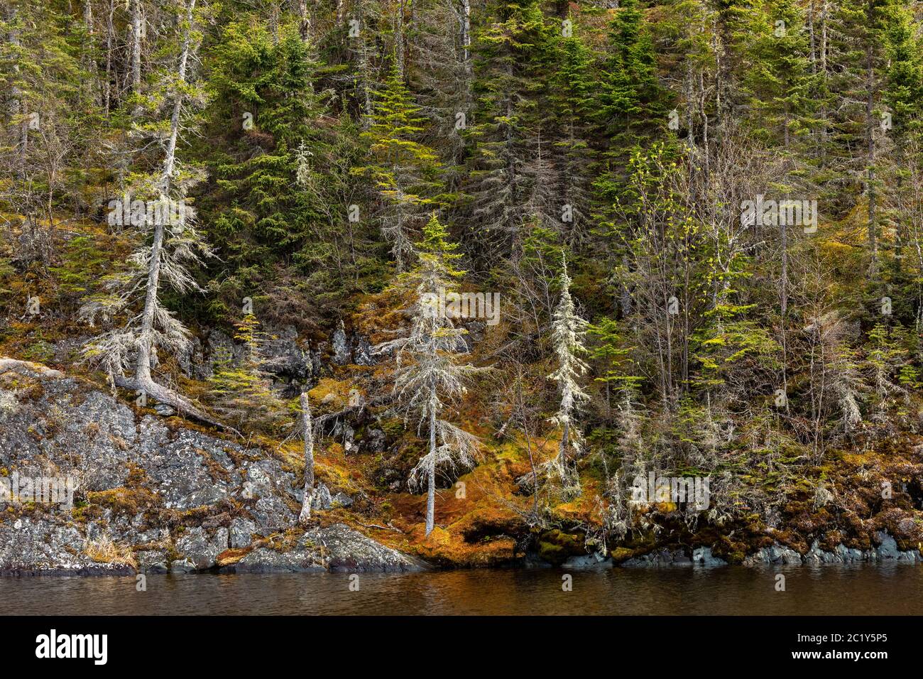 Canada plant trees hi-res stock photography and images - Alamy