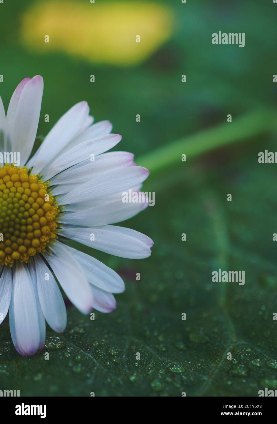 daisy flower plant petals Stock Photo - Alamy