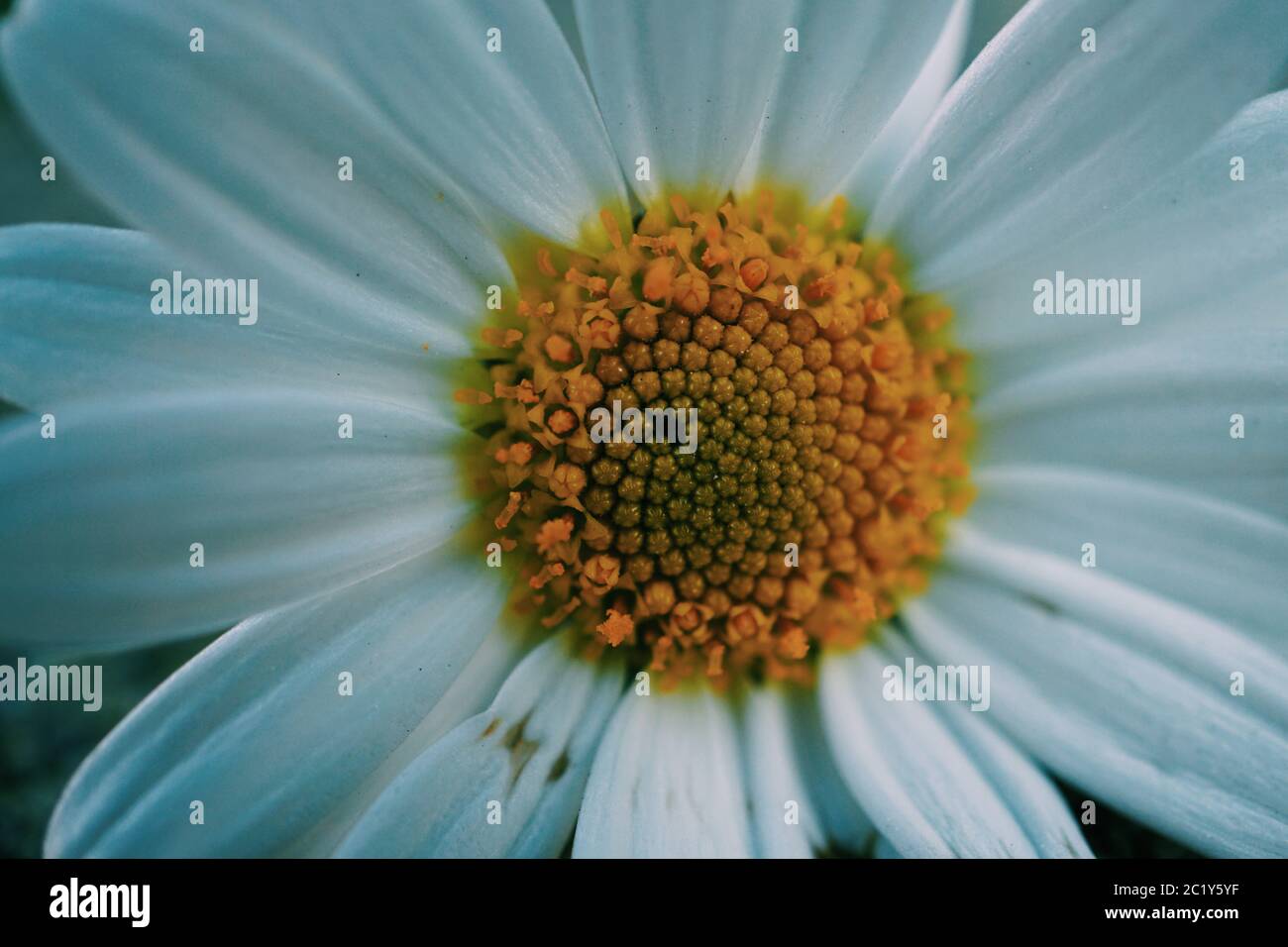 daisy flower plant petals Stock Photo - Alamy