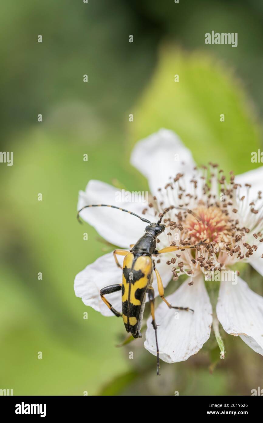 Close shot female Spotted Longhorn Beetle / Rutpela maculata on flower ...