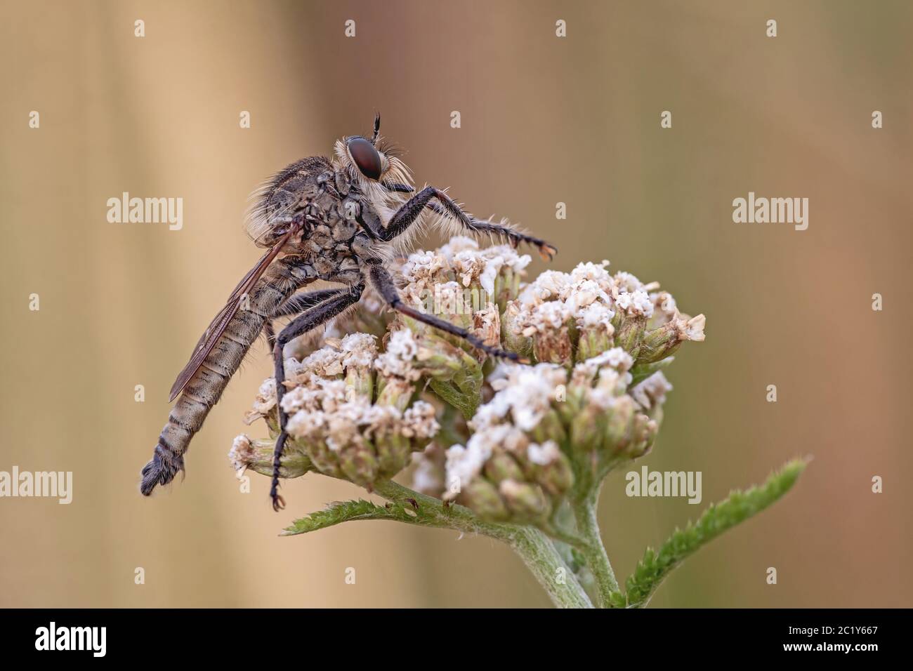Rusticus hi-res stock photography and images - Alamy