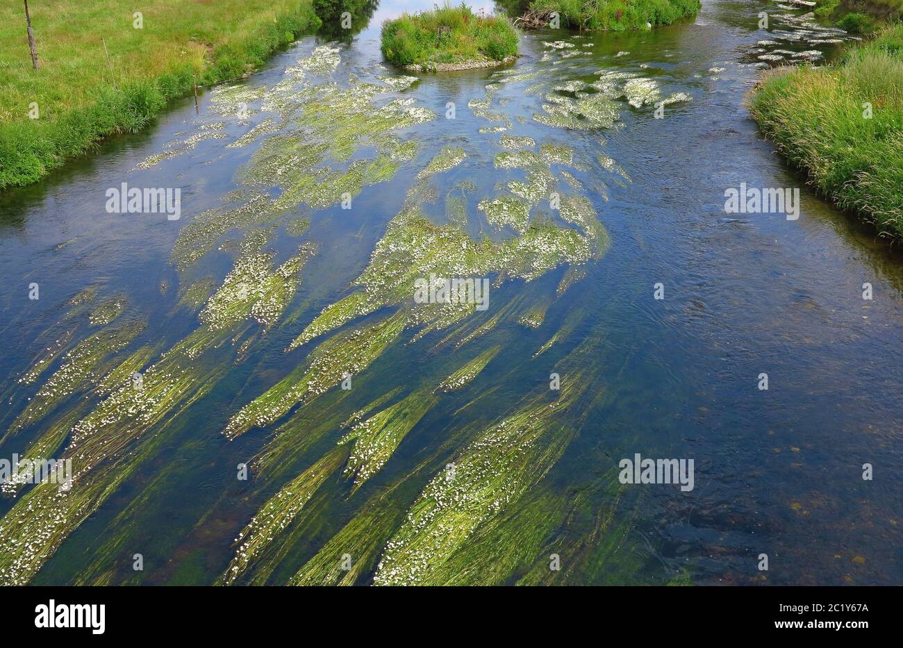 View on a river with flowering river water-crowfoot Stock Photo - Alamy