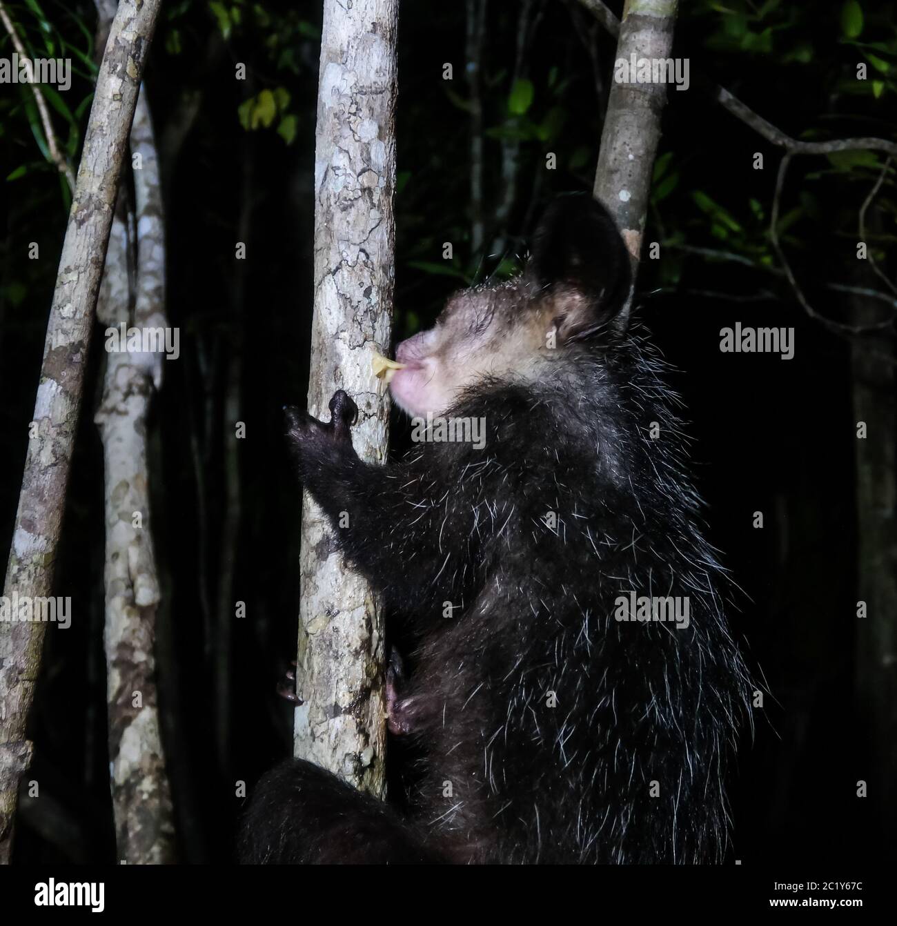 Night portrait of Daubentonia madagascariensis aka Aye-Aye lemur ...