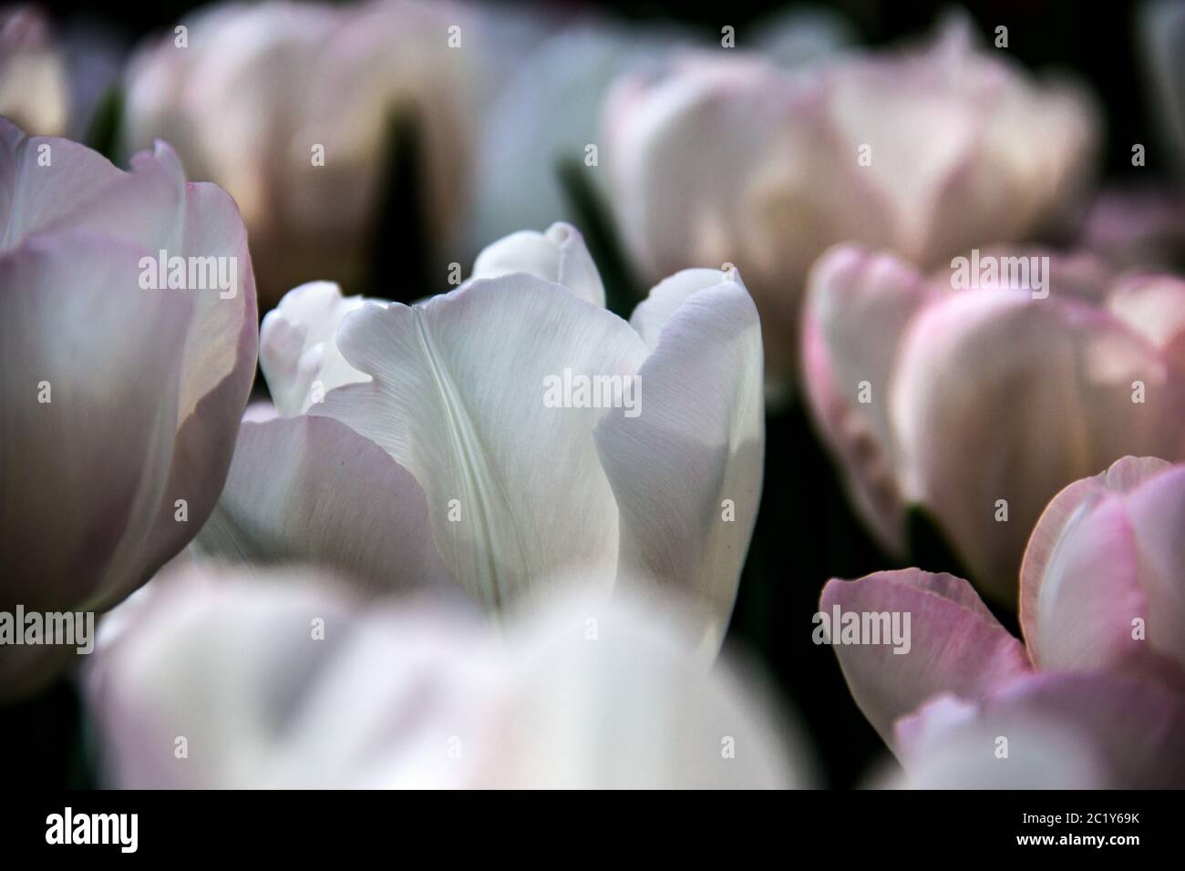 tulips in white and rose Stock Photo - Alamy