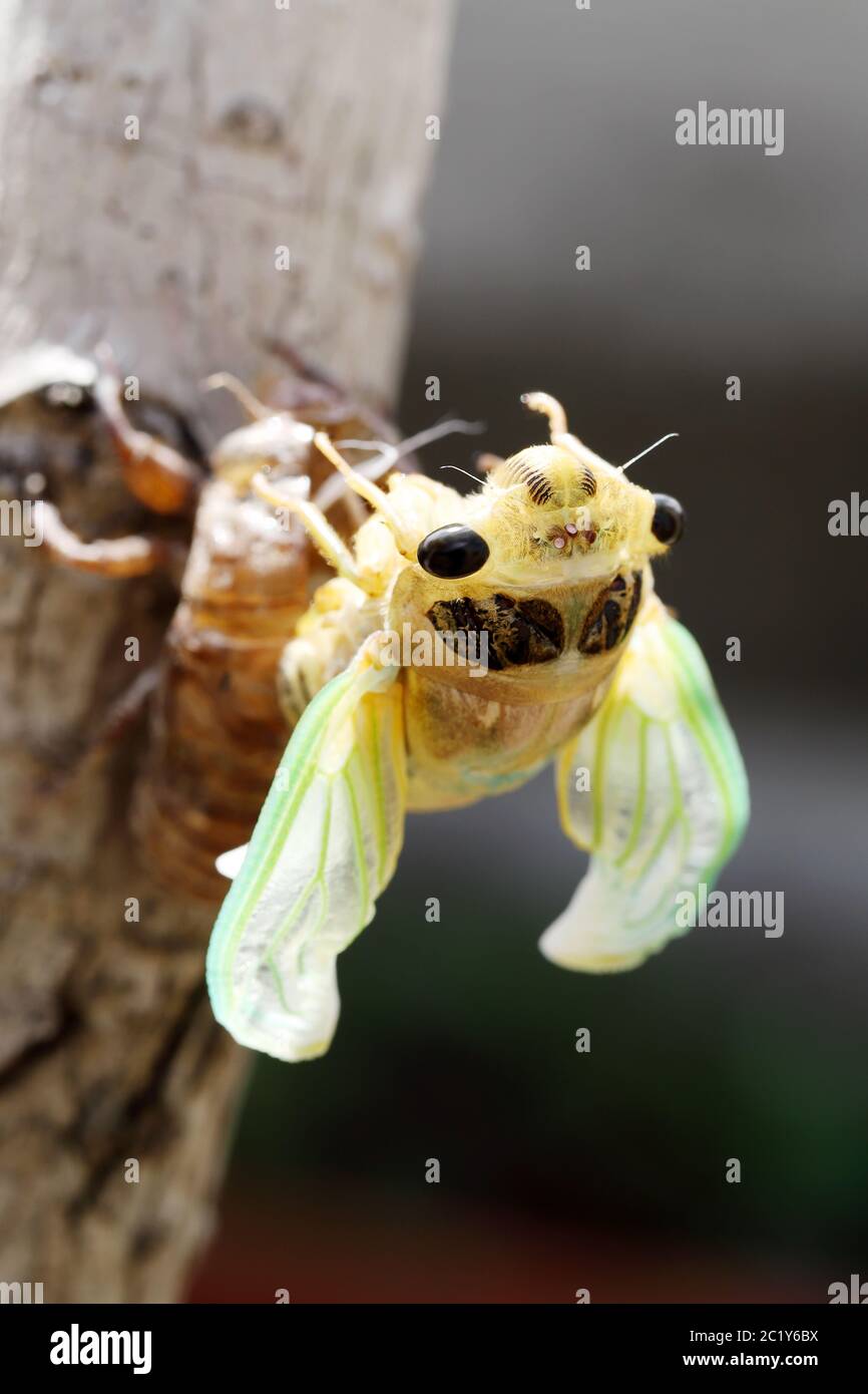 Cicada life cycle hi-res stock photography and images - Alamy