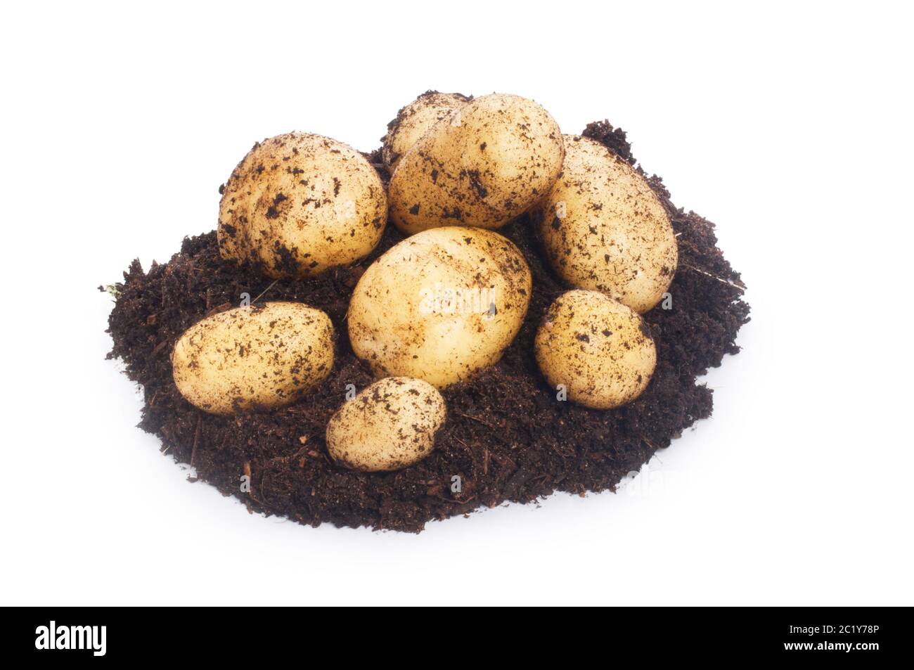Studio shot of freshly dug new potatoes, lying on soil, cut out against ...
