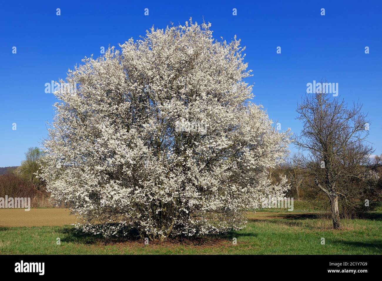 Schlew or Schlehdorn Prunus spinosa blooms in March Stock Photo - Alamy