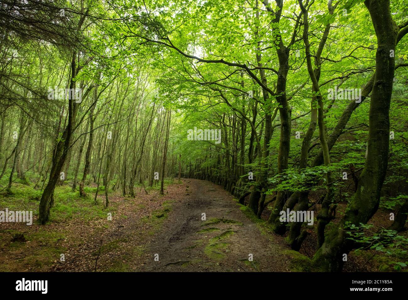 Forest glade path track hi-res stock photography and images - Alamy