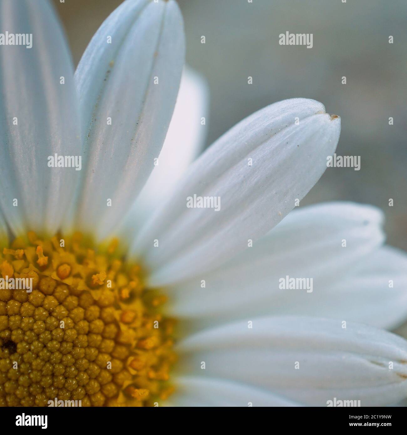 daisy flower plant petals Stock Photo - Alamy