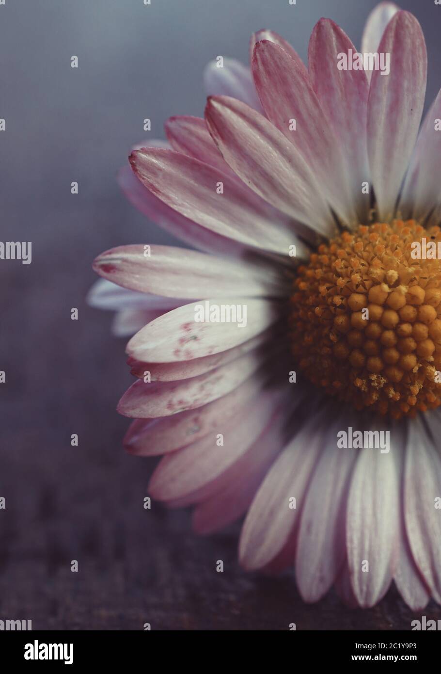 daisy flower plant petals Stock Photo - Alamy
