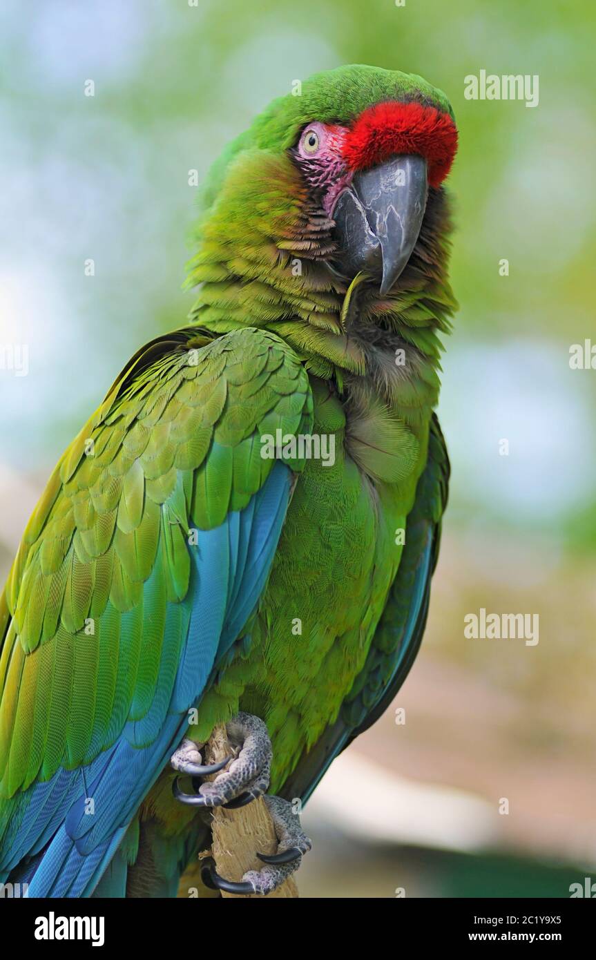 Closeup military macaw Stock Photo - Alamy