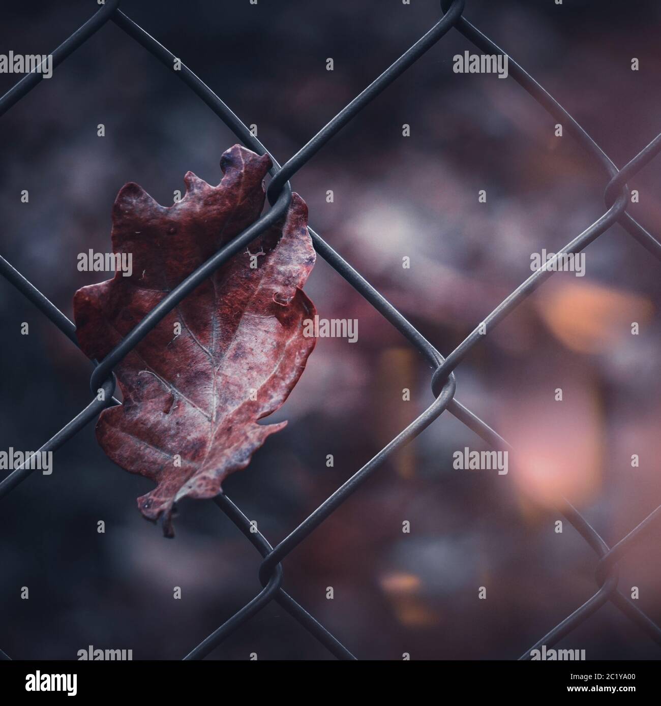 Brown leaf texture hi-res stock photography and images - Alamy