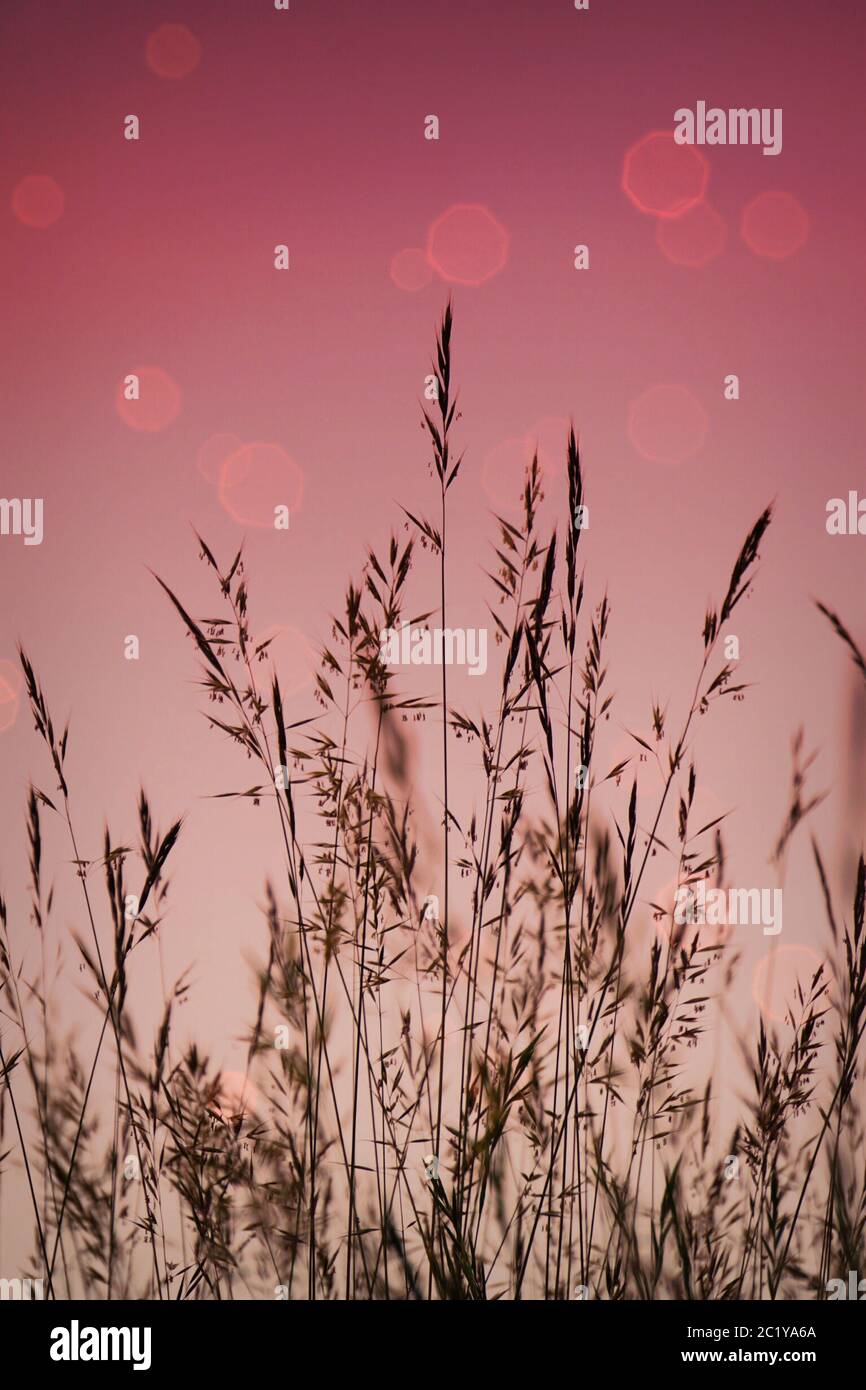 Plant at sunset hi-res stock photography and images - Alamy