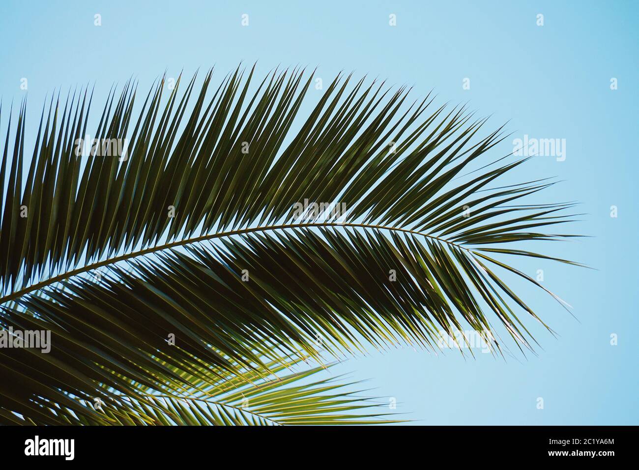 palm tree leaves texture Stock Photo - Alamy