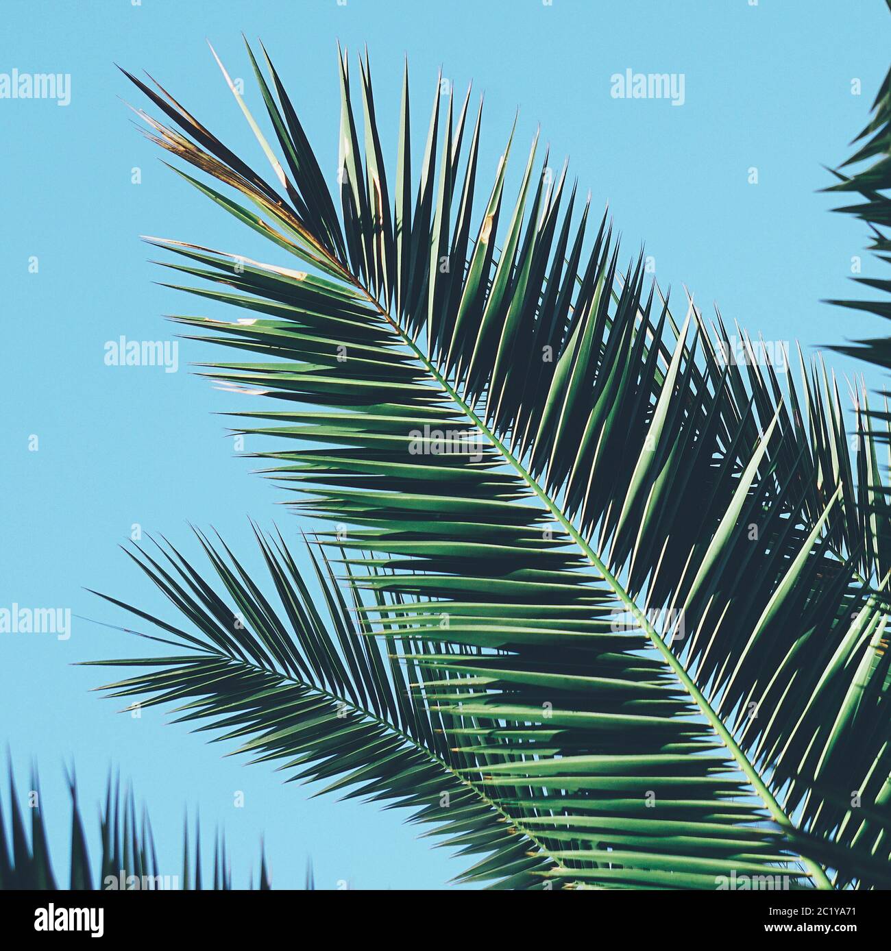 Palm leaves texture hi-res stock photography and images - Alamy