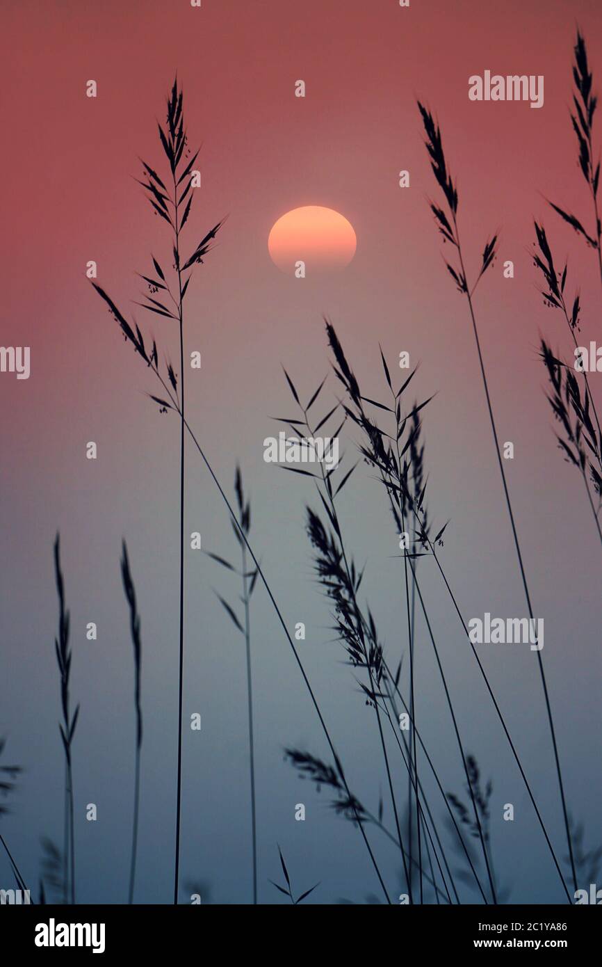 sunset and flower plant Stock Photo - Alamy