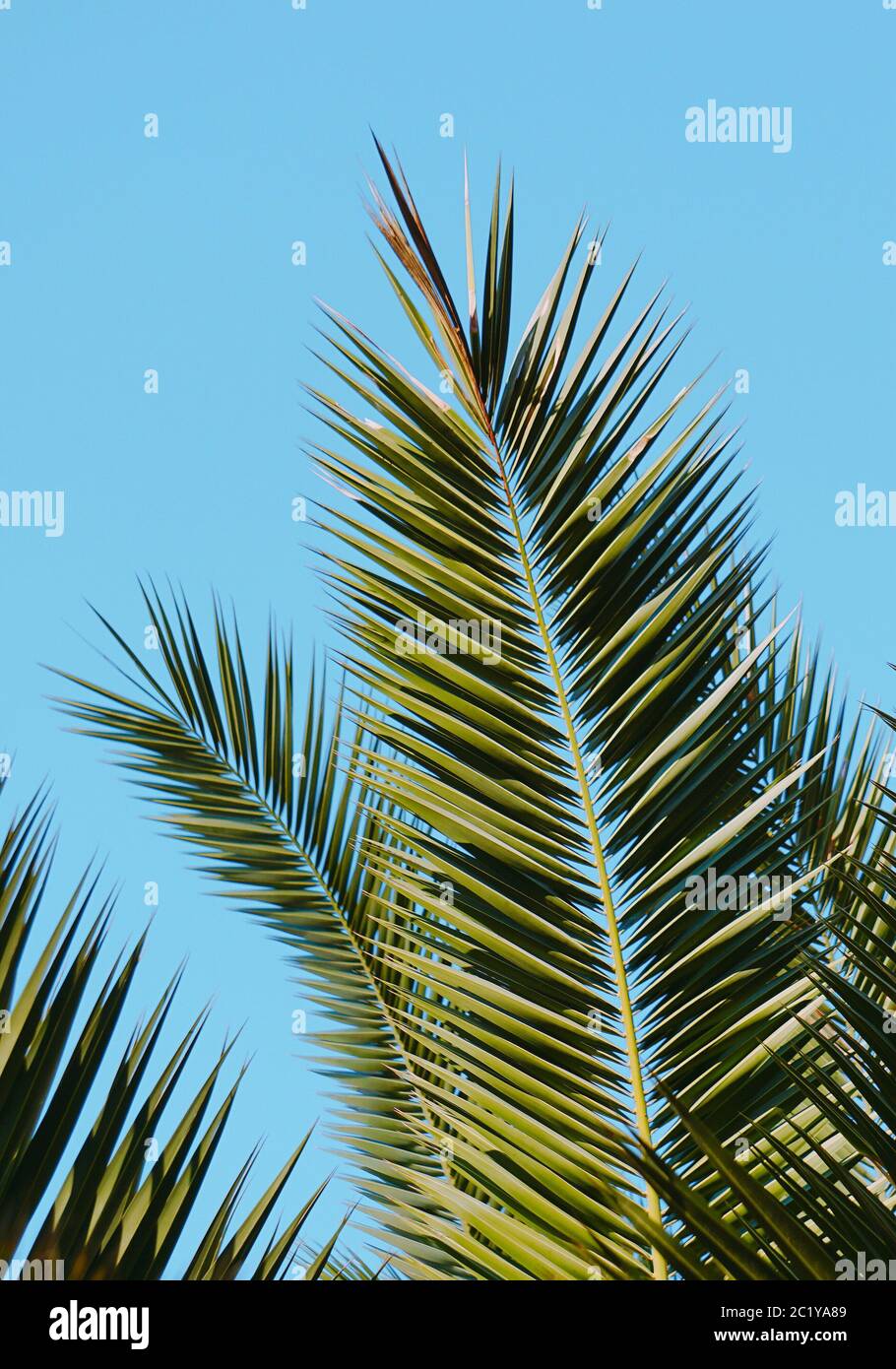 Palm leaves texture hi-res stock photography and images - Alamy