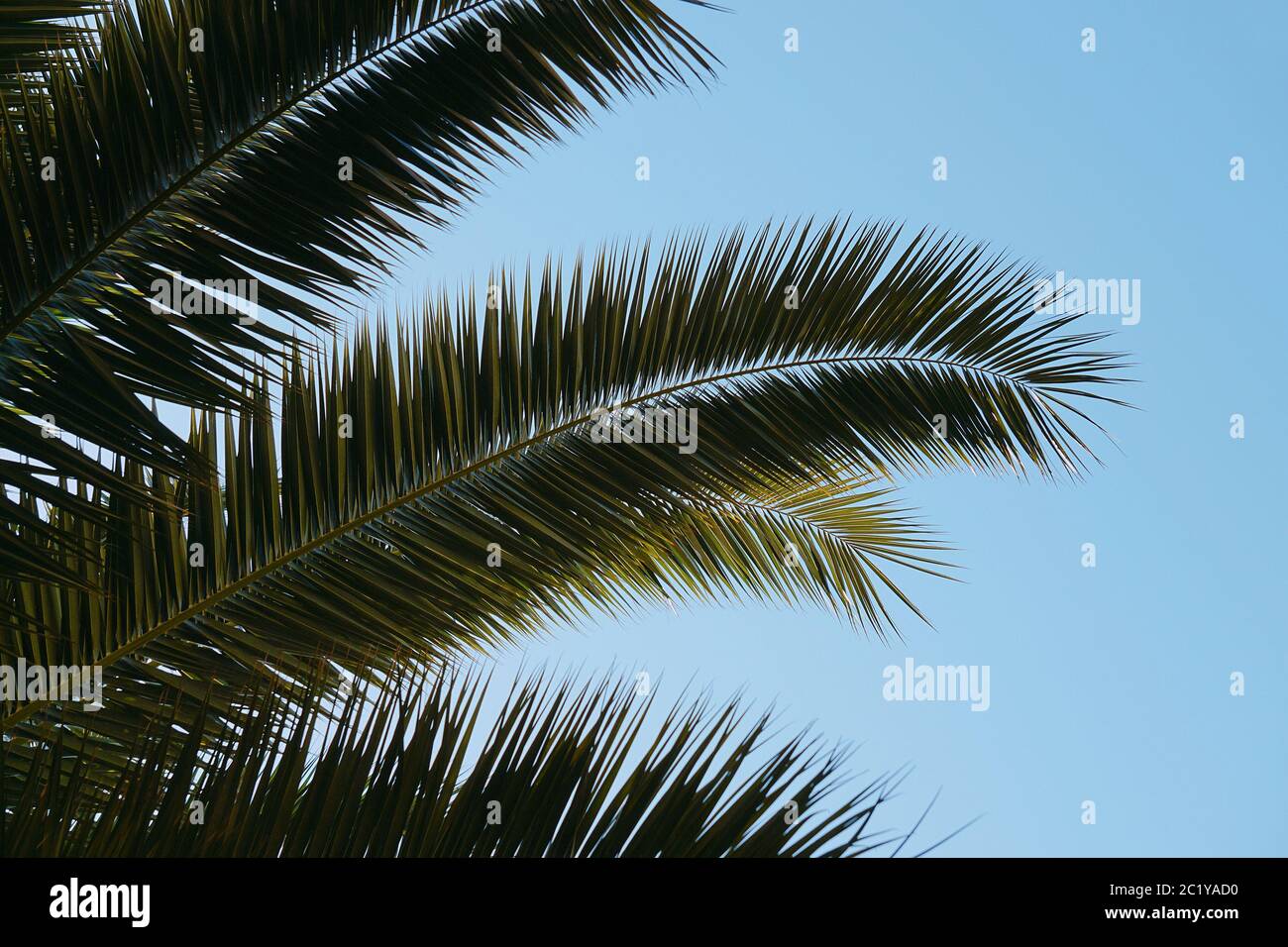 palm tree leaves texture Stock Photo - Alamy