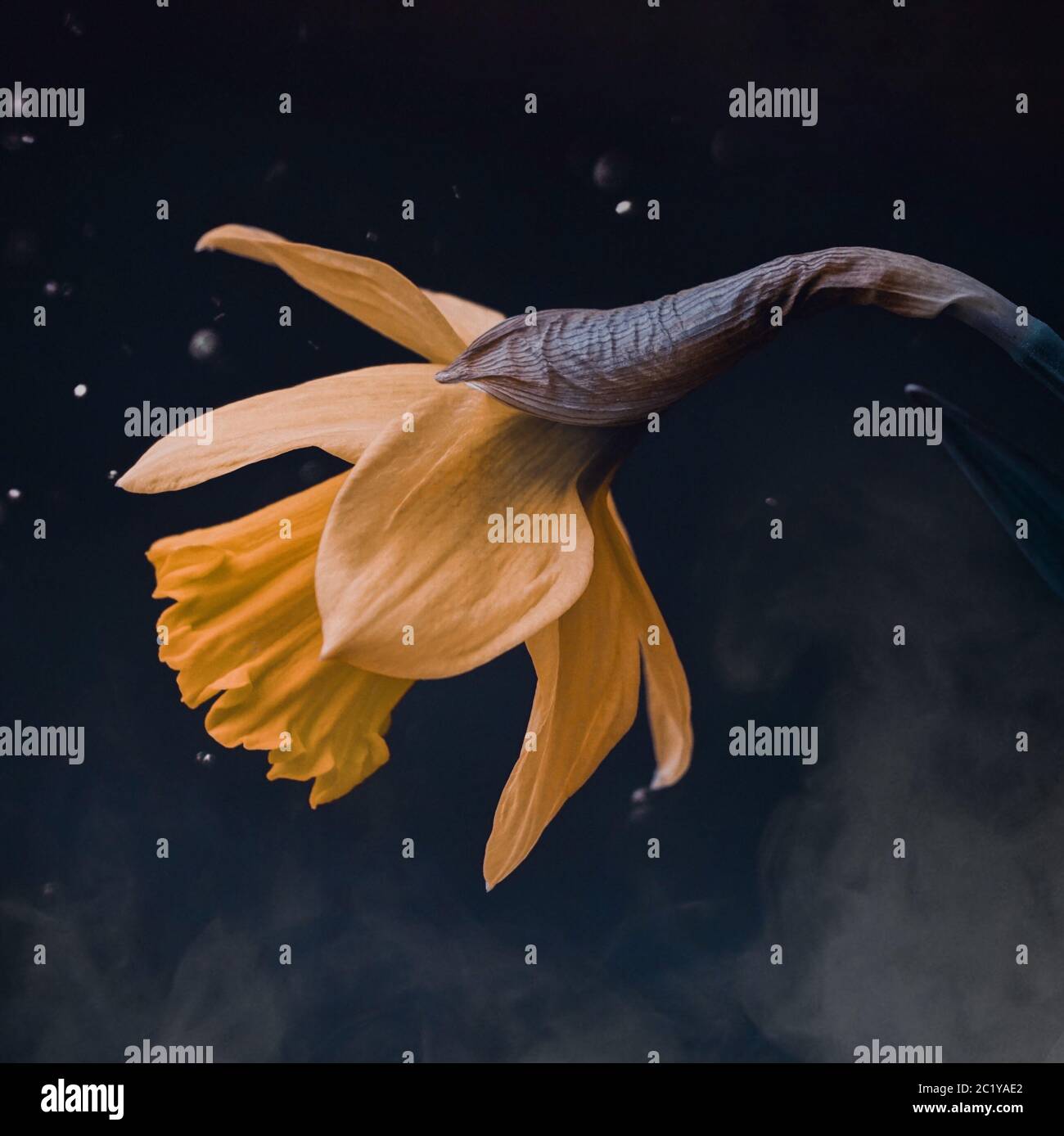Petals of yellow hi-res stock photography and images - Alamy