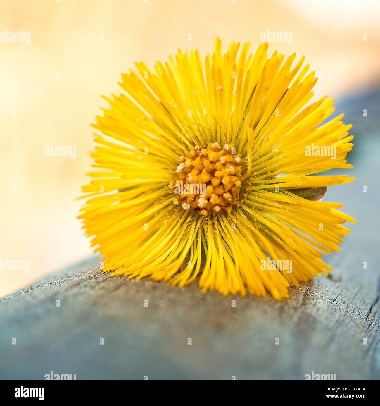 Petals of yellow hi-res stock photography and images - Alamy
