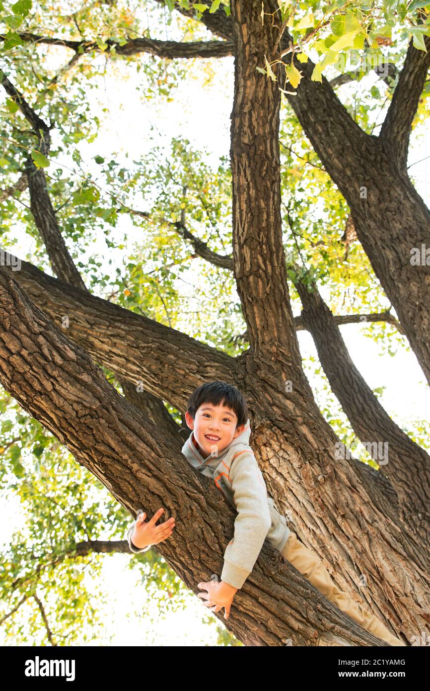 On the happy boy on the tree Stock Photo - Alamy