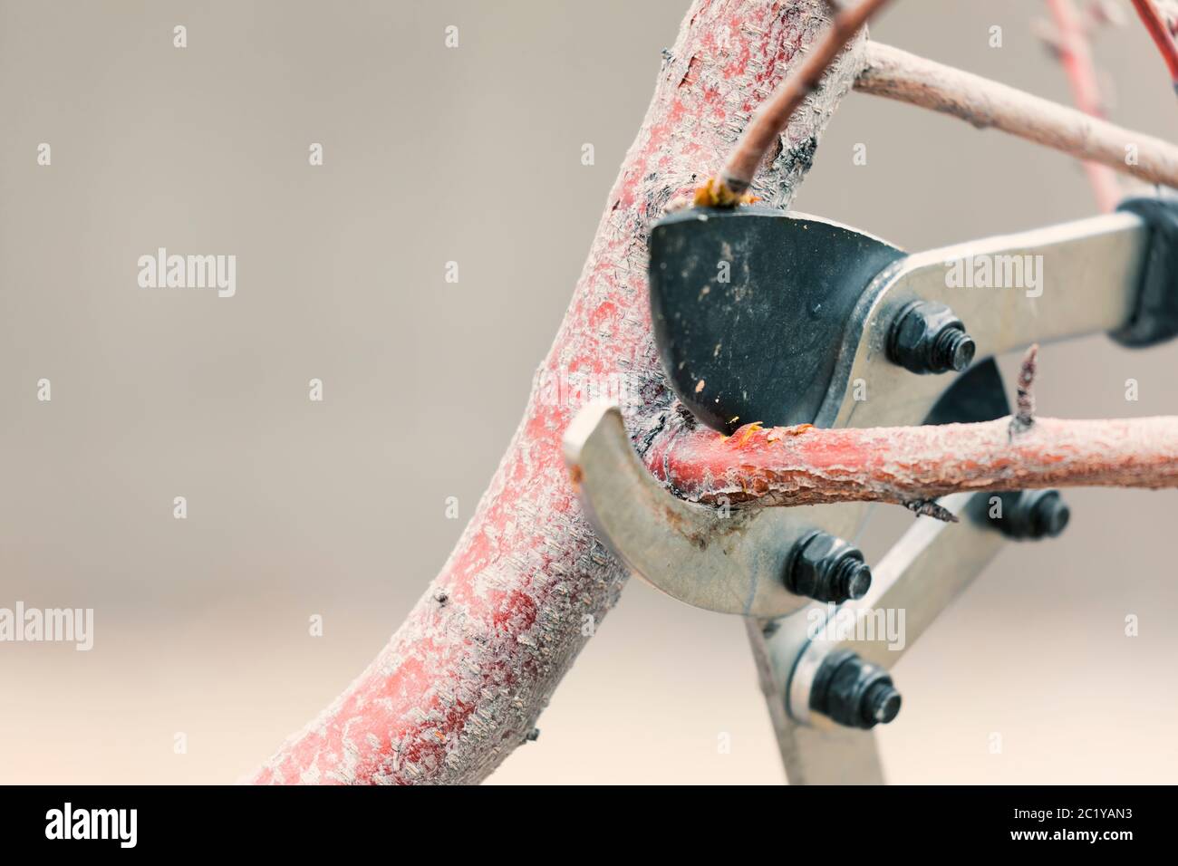 Spring seasonal gardening pruning hi-res stock photography and images ...