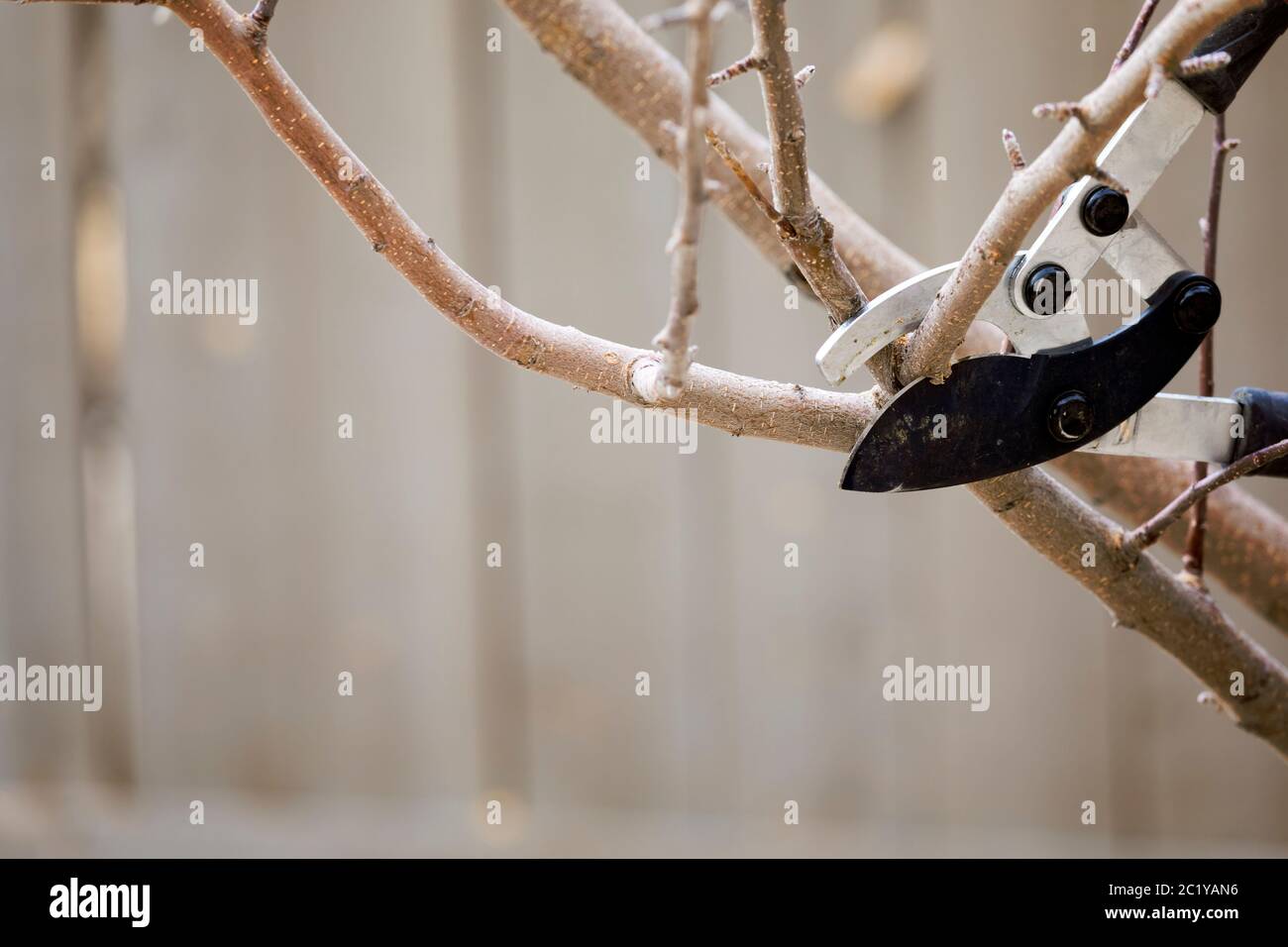 Pruning tree branches early in spring Stock Photo - Alamy