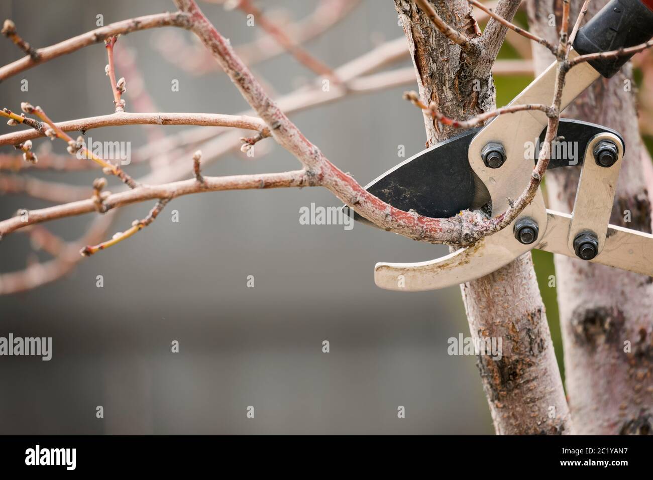 Hand cutting tree branches hi-res stock photography and images - Alamy