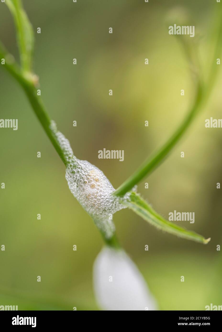 Common froghopper cuckoospit hi-res stock photography and images - Alamy